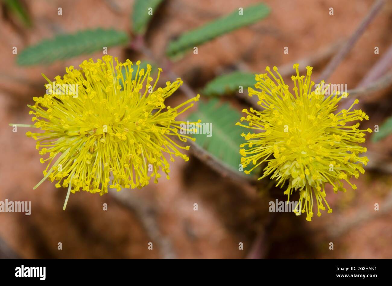 Yellow Puff, Neptunia lutea Stock Photo - Alamy
