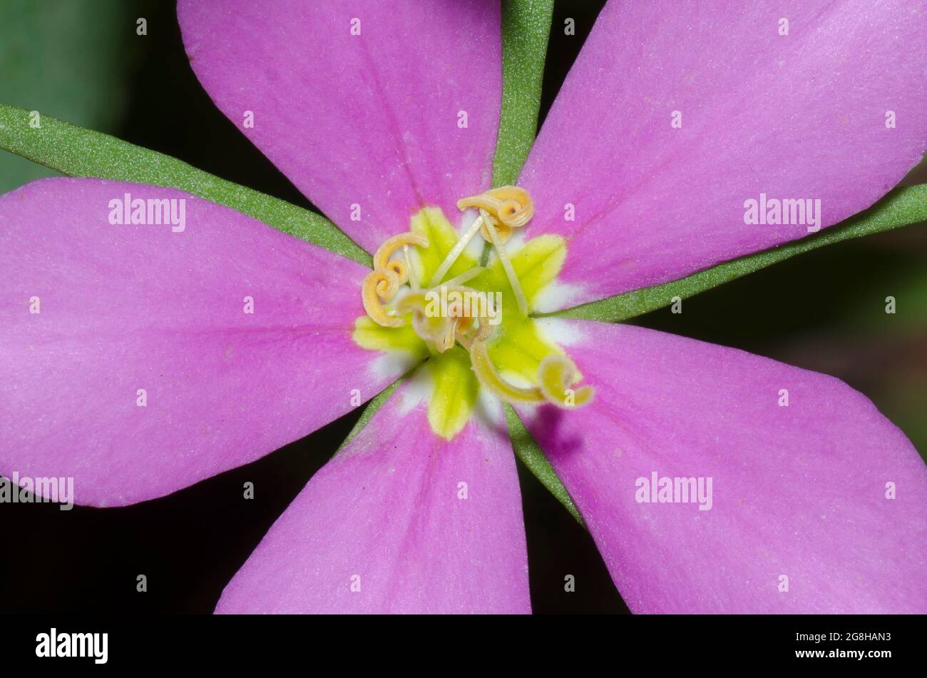 Rose gentian hi-res stock photography and images - Alamy