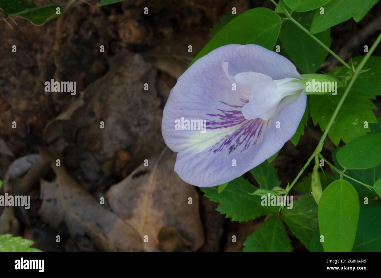 Atlantic pigeonwings, Clitoria mariana Stock Photo - Alamy