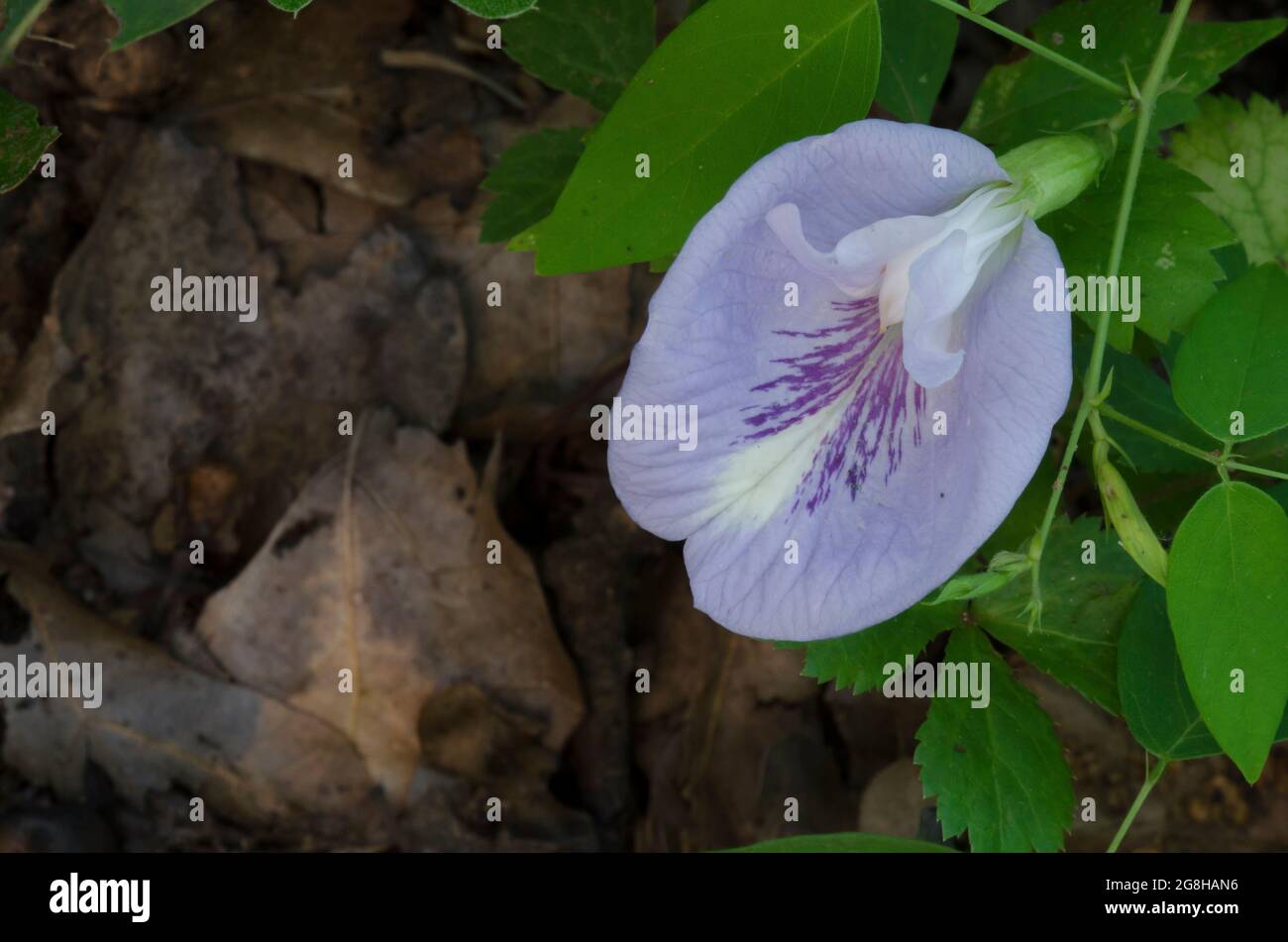 Atlantic pigeonwings, Clitoria mariana Stock Photo - Alamy