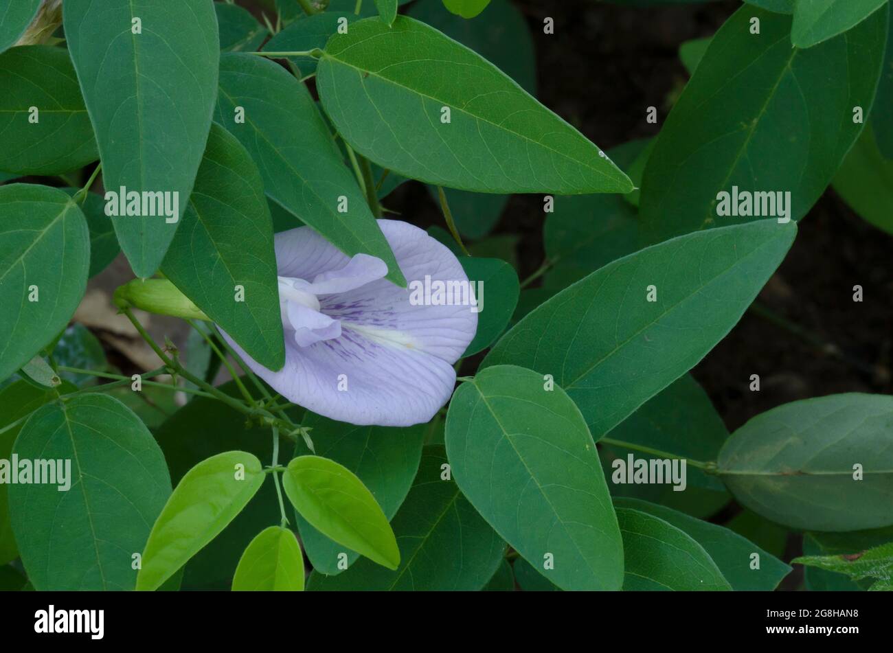 Atlantic pigeonwings, Clitoria mariana Stock Photo - Alamy