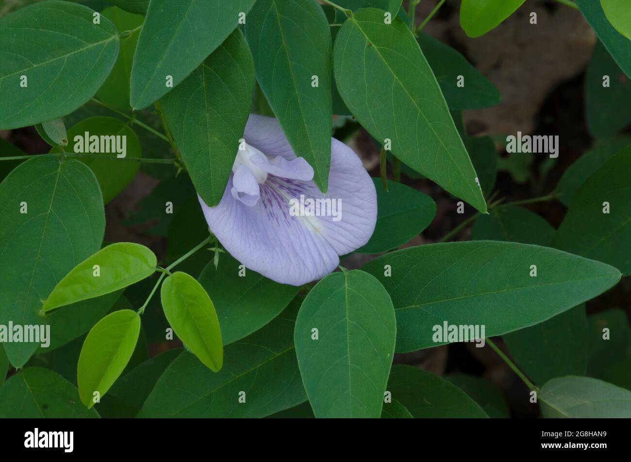 Atlantic pigeonwings, Clitoria mariana Stock Photo - Alamy