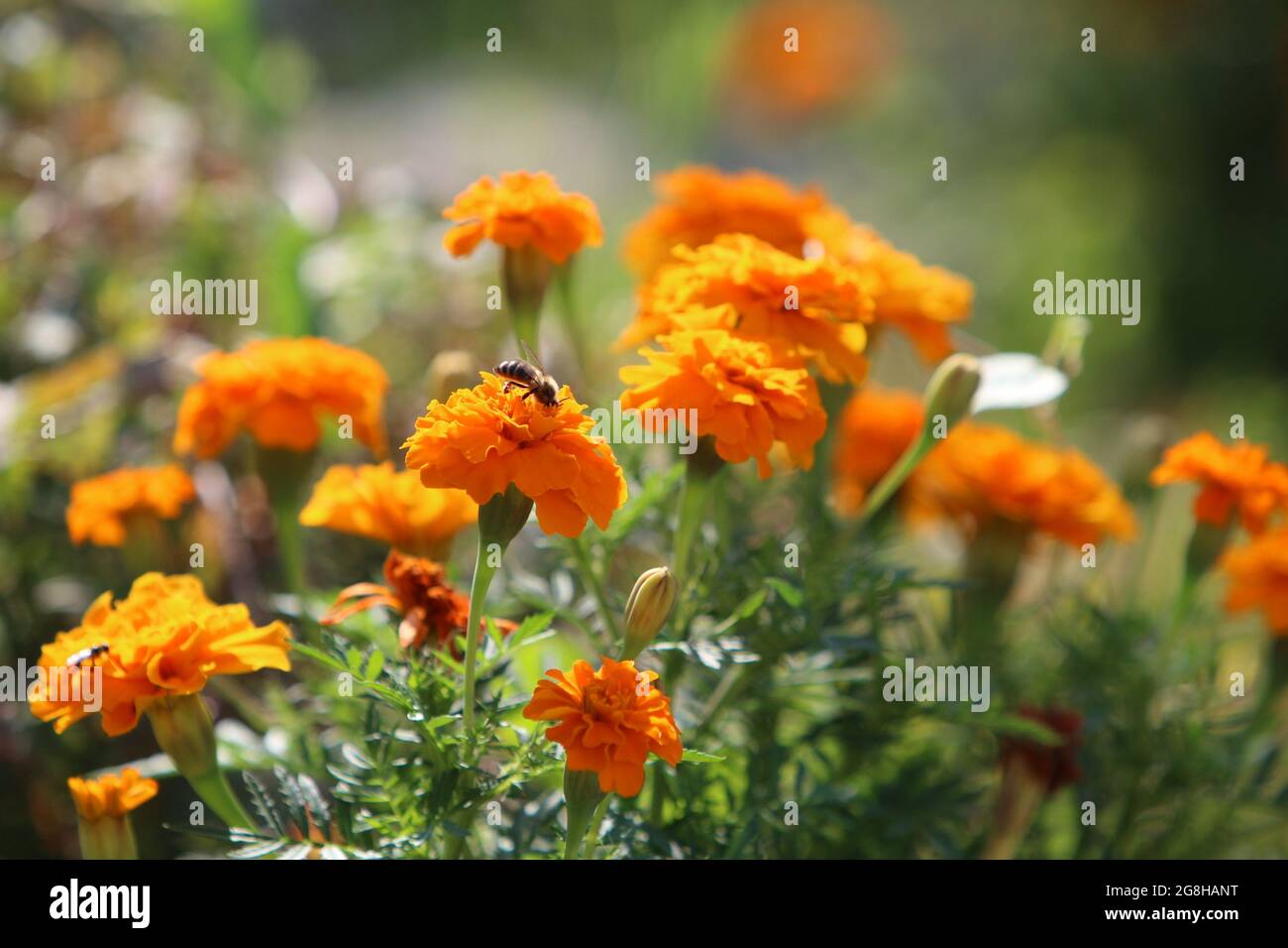 Closeup shot of a bee collecting the nectar of a Marigold Stock Photo ...