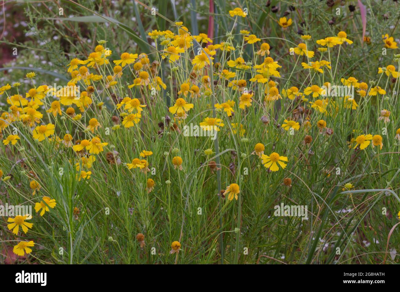 Yellow bitterweed hi-res stock photography and images - Alamy