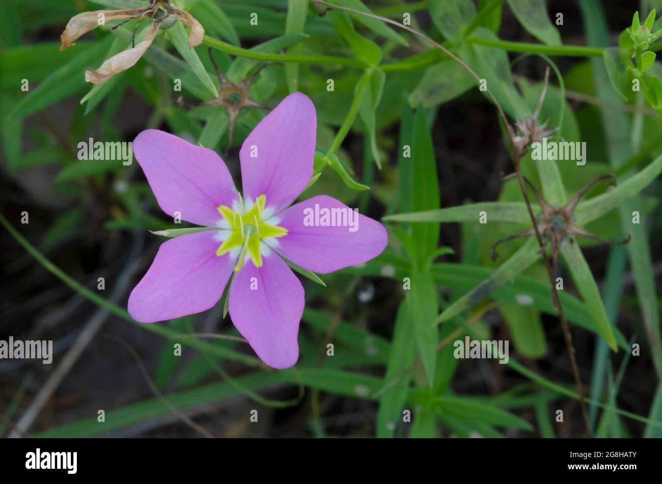 Prairie Sabatia, Sabatia campestris Stock Photo - Alamy