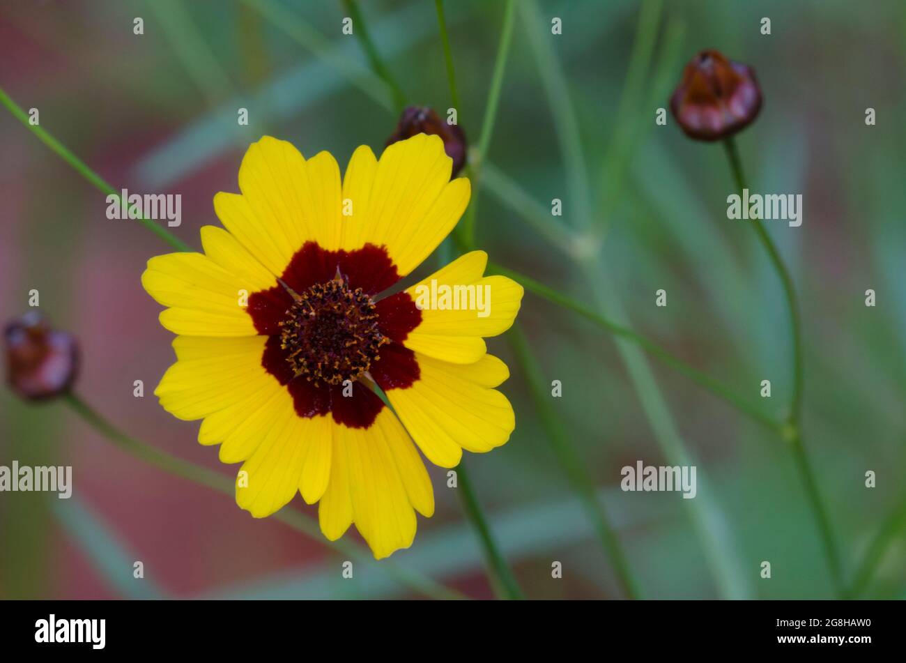 Calliopsis tinctoria hi-res stock photography and images - Alamy