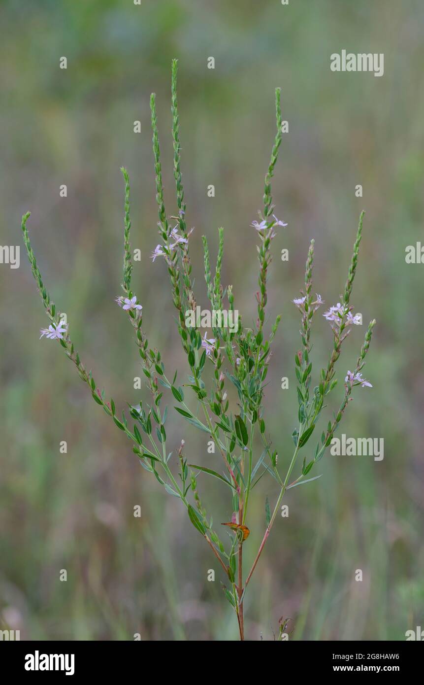 Winged Lythrum, Lythrum alatum Stock Photo - Alamy