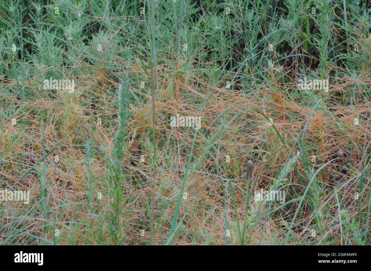 Cuscuta sp hi-res stock photography and images - Alamy