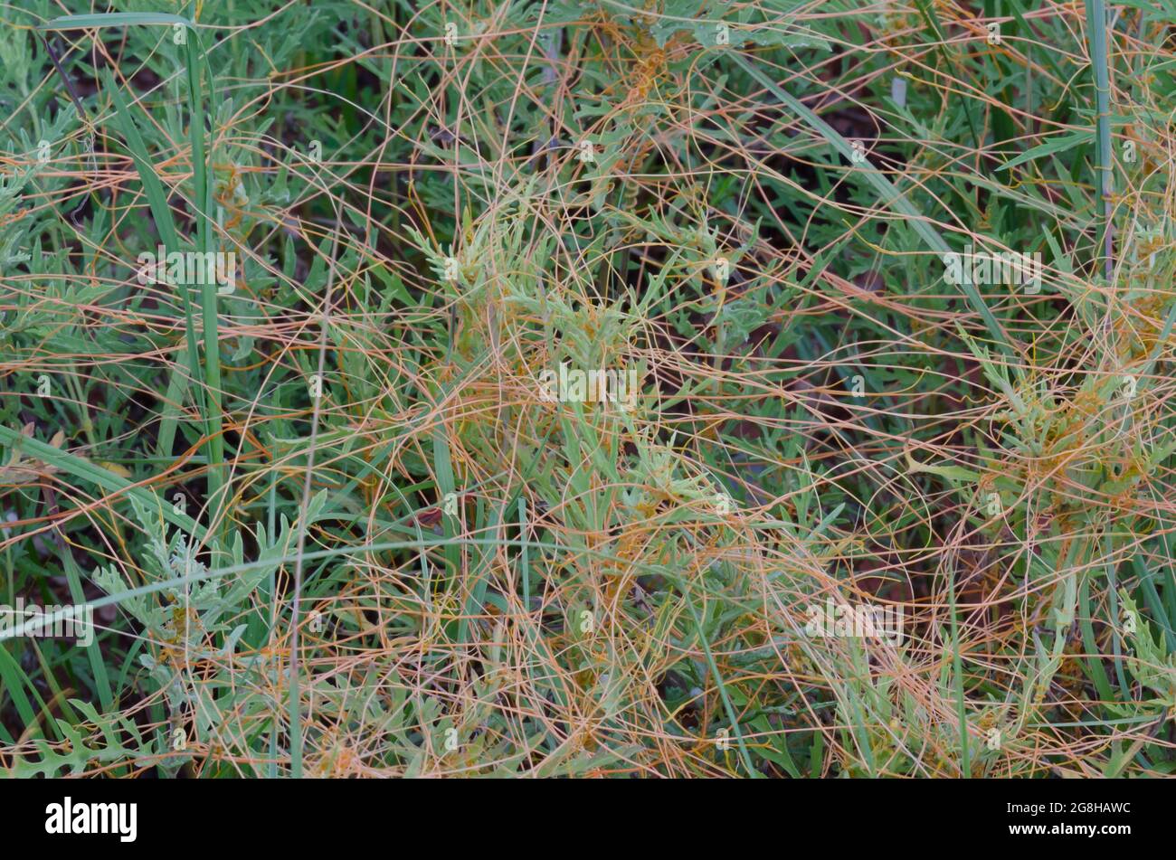 Dodder, Cuscuta sp Stock Photo - Alamy