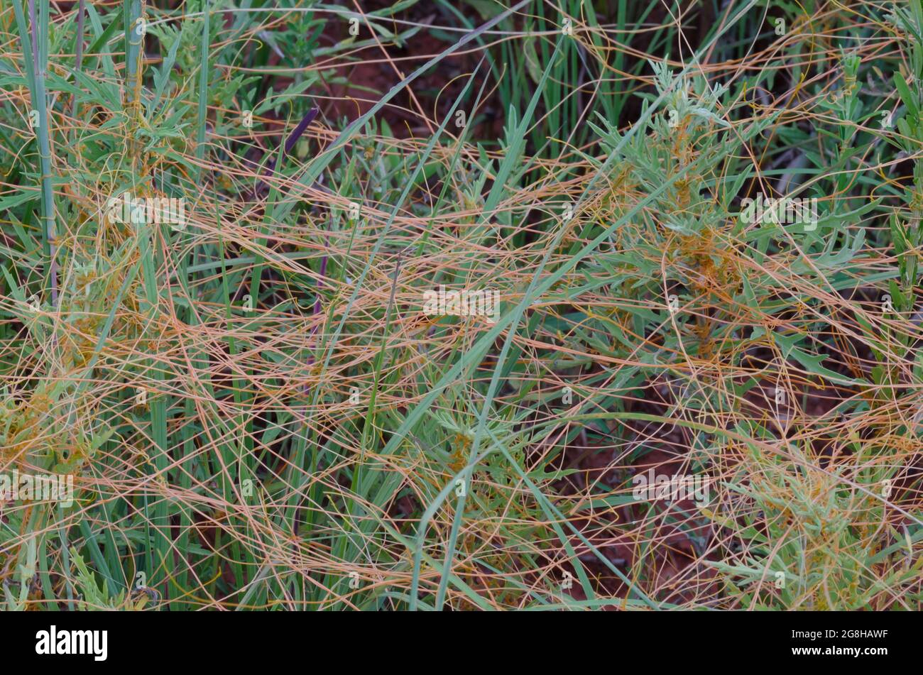 Cuscuta sp hi-res stock photography and images - Alamy