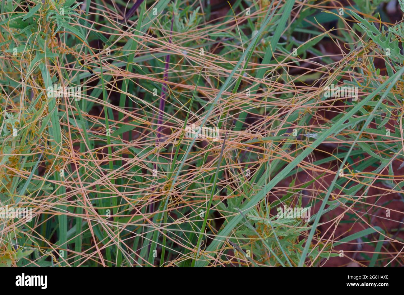 Cuscuta sp hi-res stock photography and images - Alamy