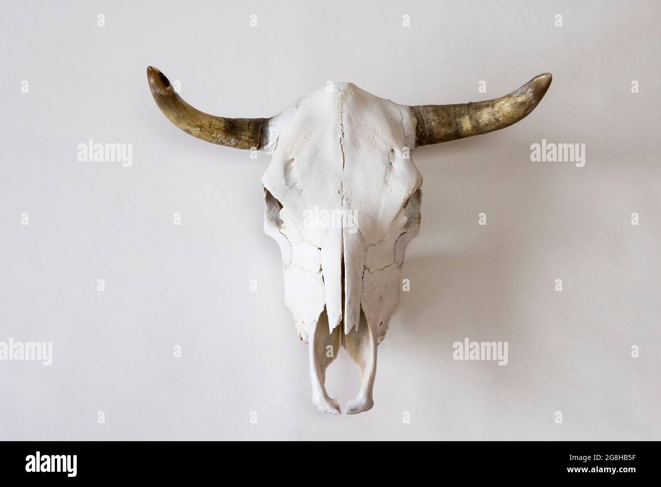 A steer skull photographed on a white studio background Stock Photo - Alamy