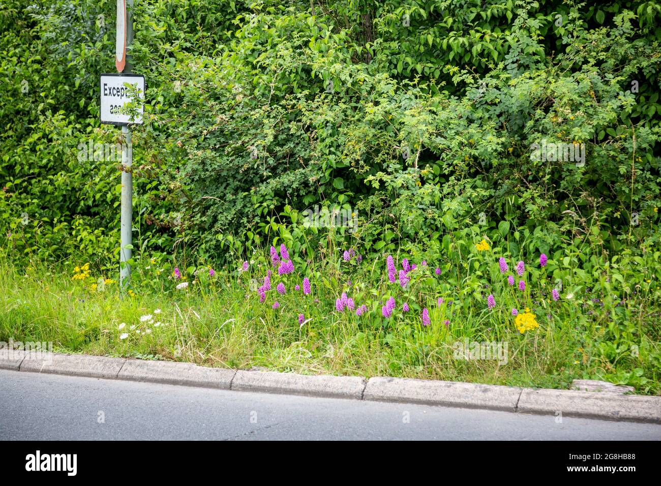 Pyramid orchids, ragwort and other wild flowers growing on a roadside ...