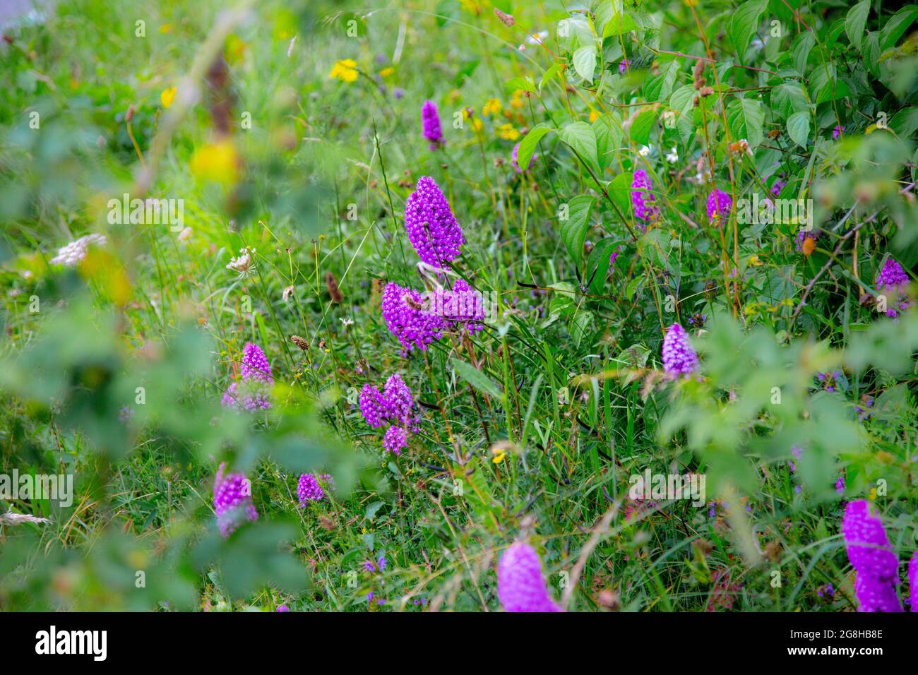 Wild orchids of england hi-res stock photography and images - Alamy