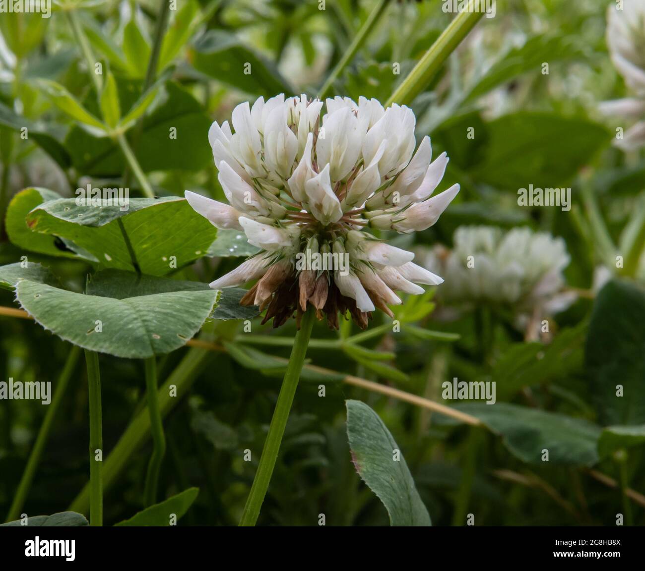 Buffalo clover hi-res stock photography and images - Alamy