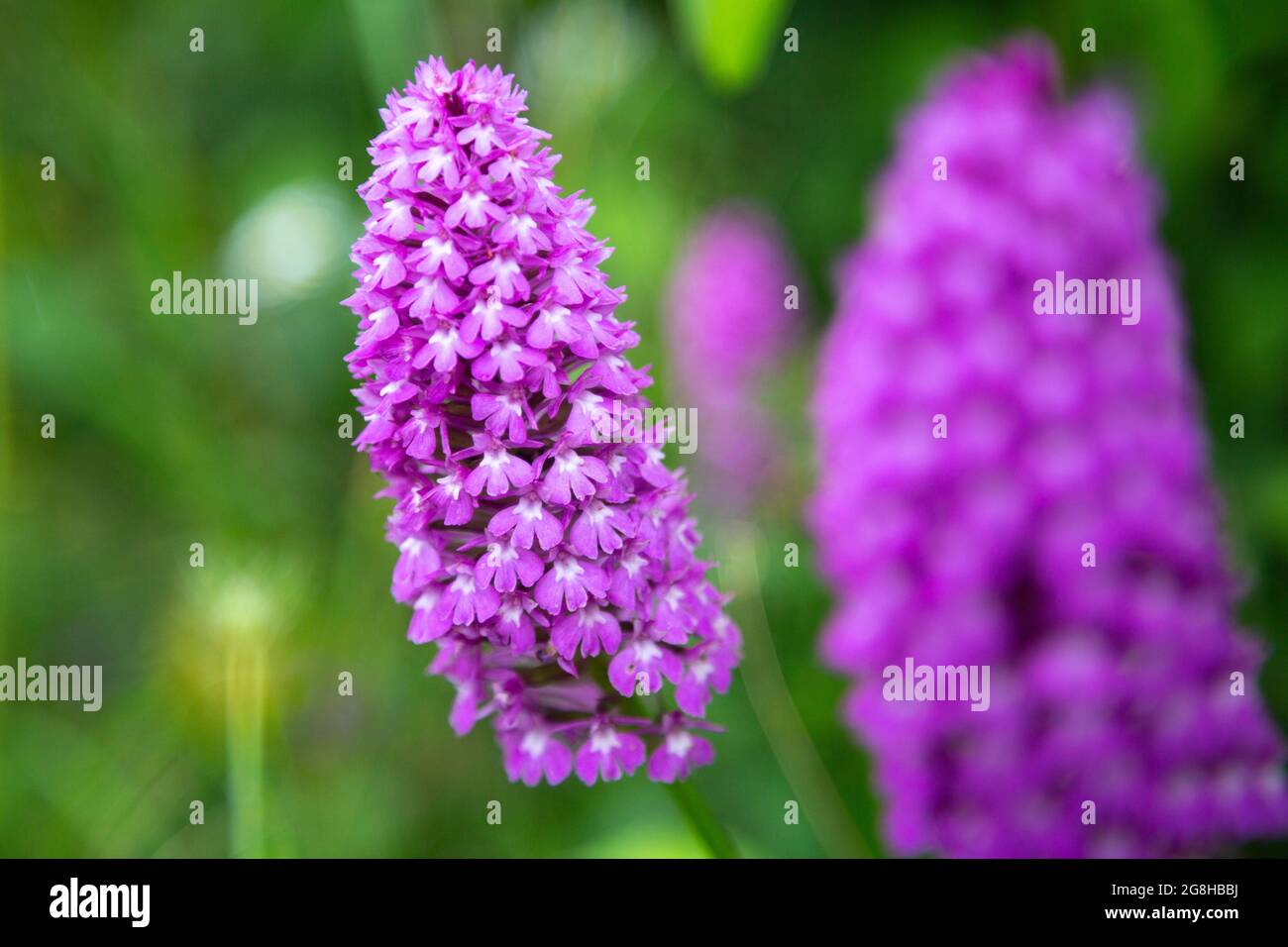 English pyramid hi-res stock photography and images - Alamy