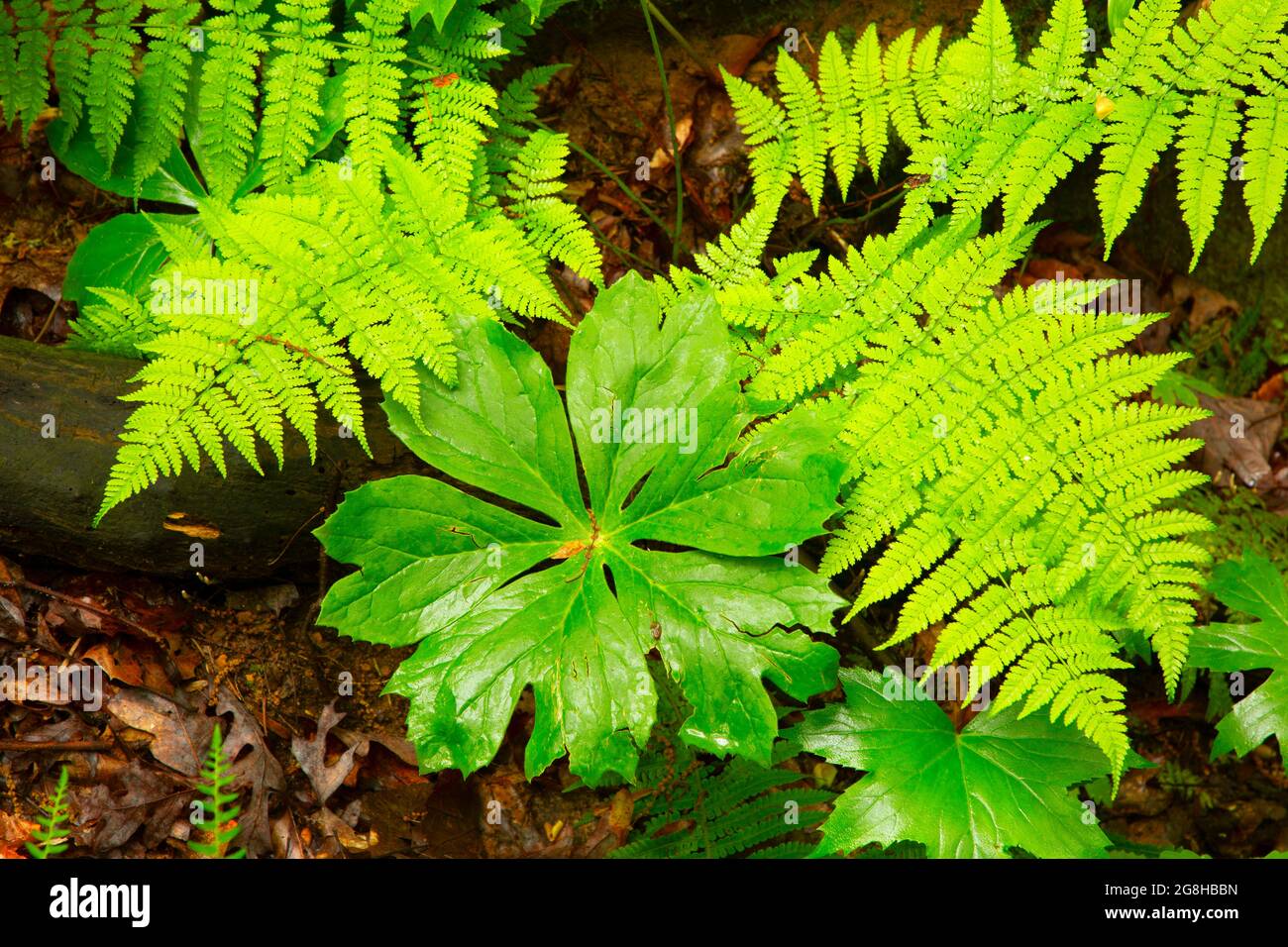 Ferns and mayapple, Shades State Park, Indiana Stock Photo - Alamy