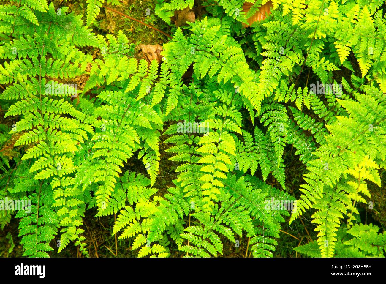 Ferns, Shades State Park, Indiana Stock Photo - Alamy