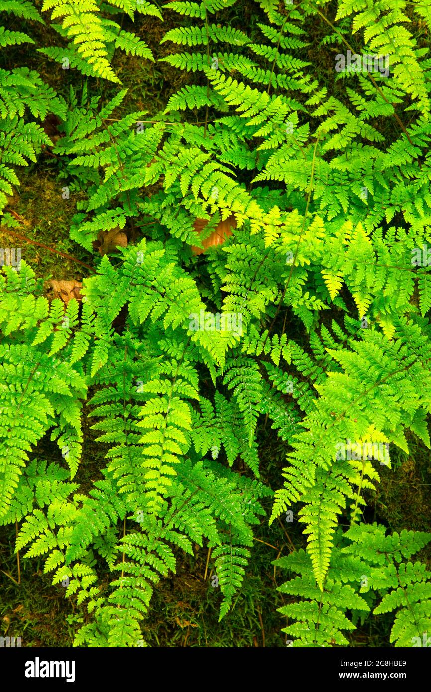Ferns, Shades State Park, Indiana Stock Photo - Alamy