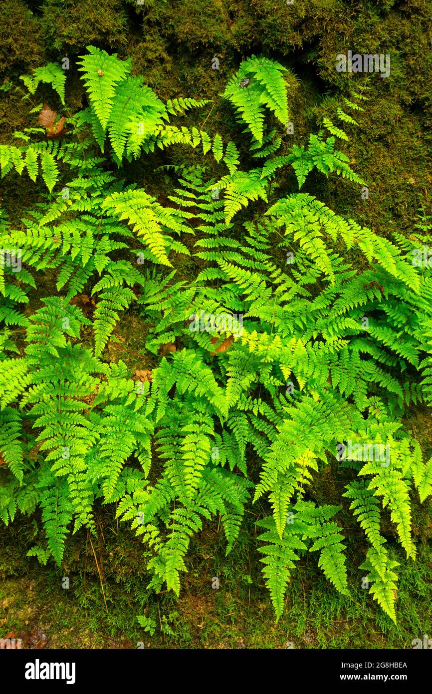 Ferns, Shades State Park, Indiana Stock Photo - Alamy
