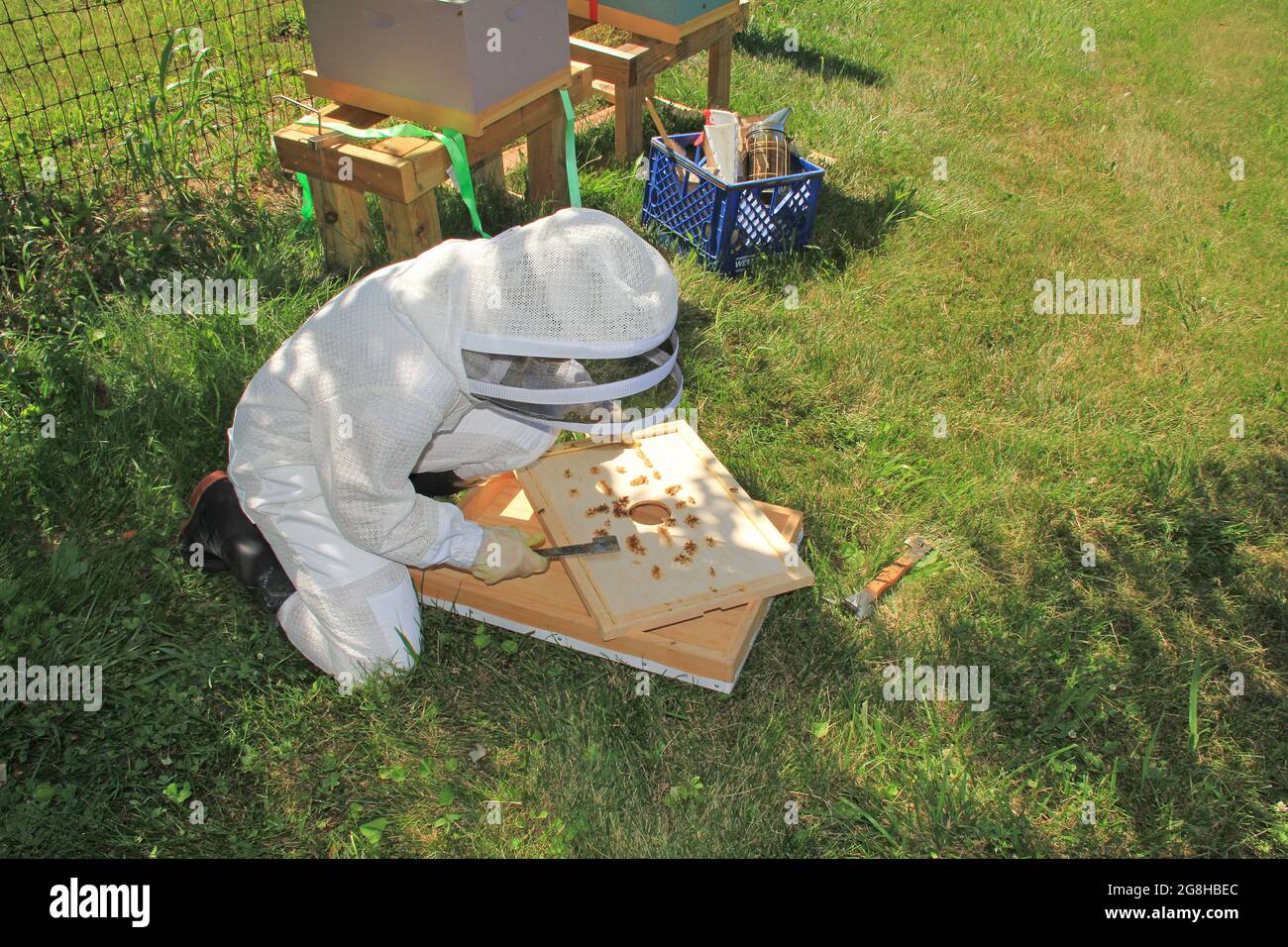 Removing Burr Comb from a Beehive Inner Lid Stock Photo - Alamy