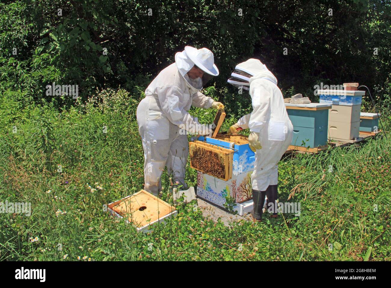Training a Child to Work with Bees Stock Photo - Alamy