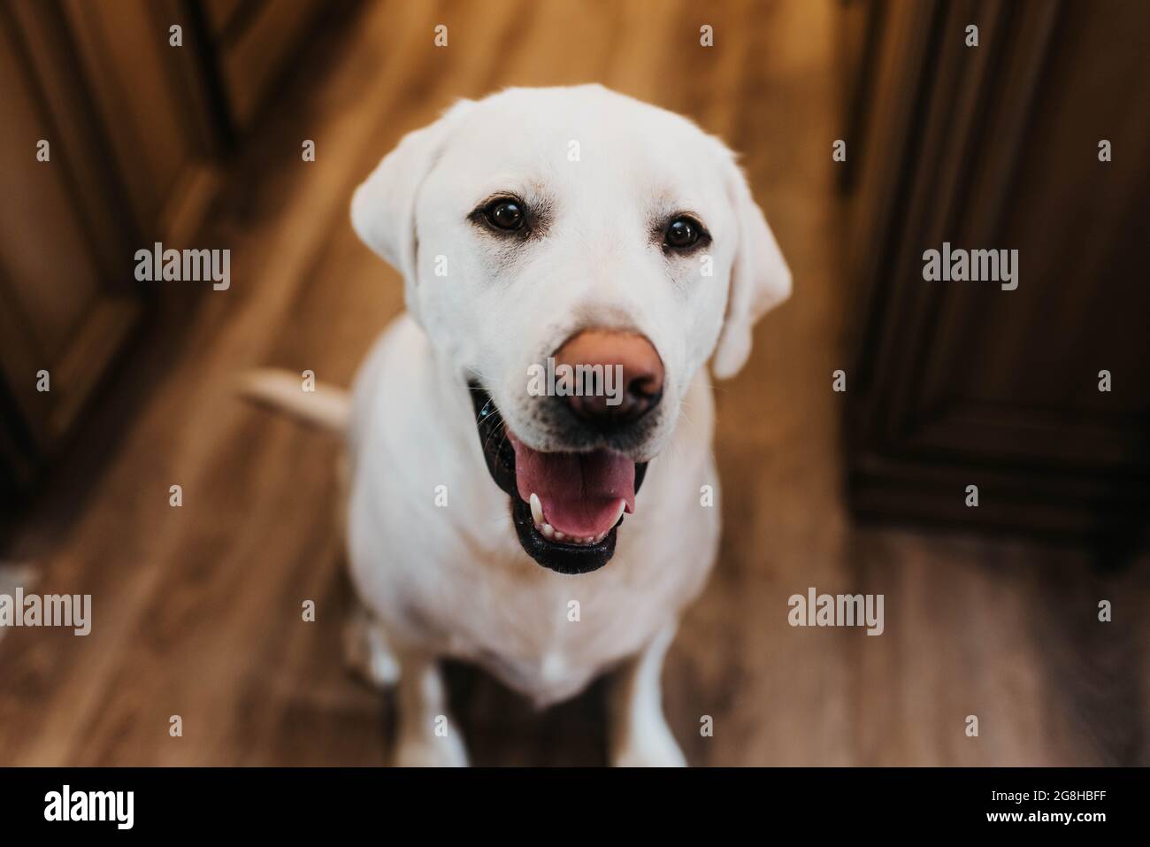 Portrait of a white labrador inside his home in South Dakota Stock ...