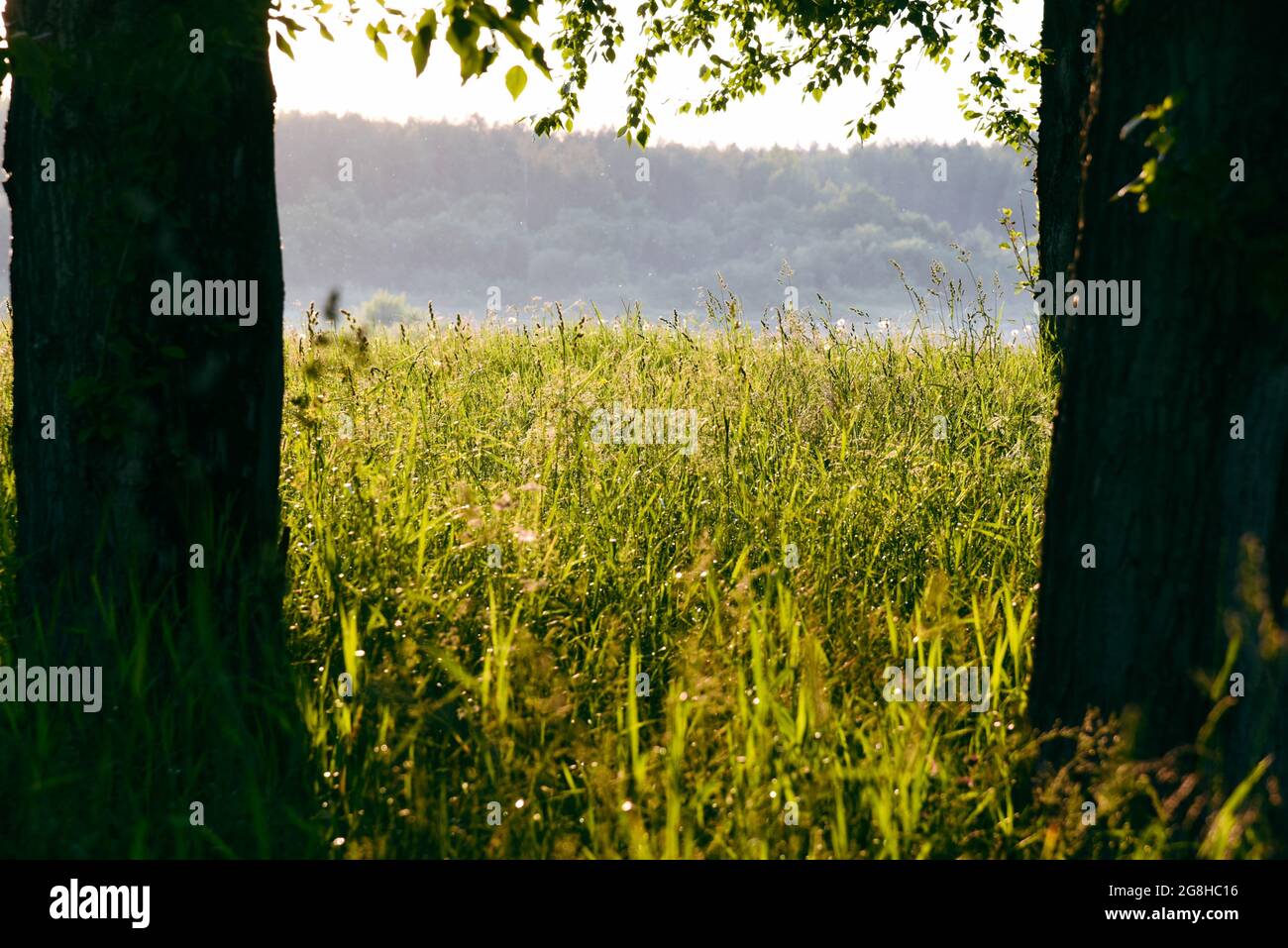Summer landscape with trees and green grass Stock Photo - Alamy