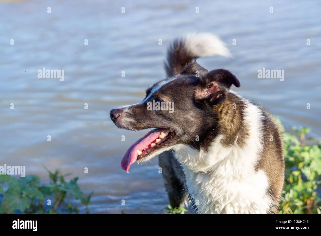 Dog wet border collie in river hi-res stock photography and images - Alamy