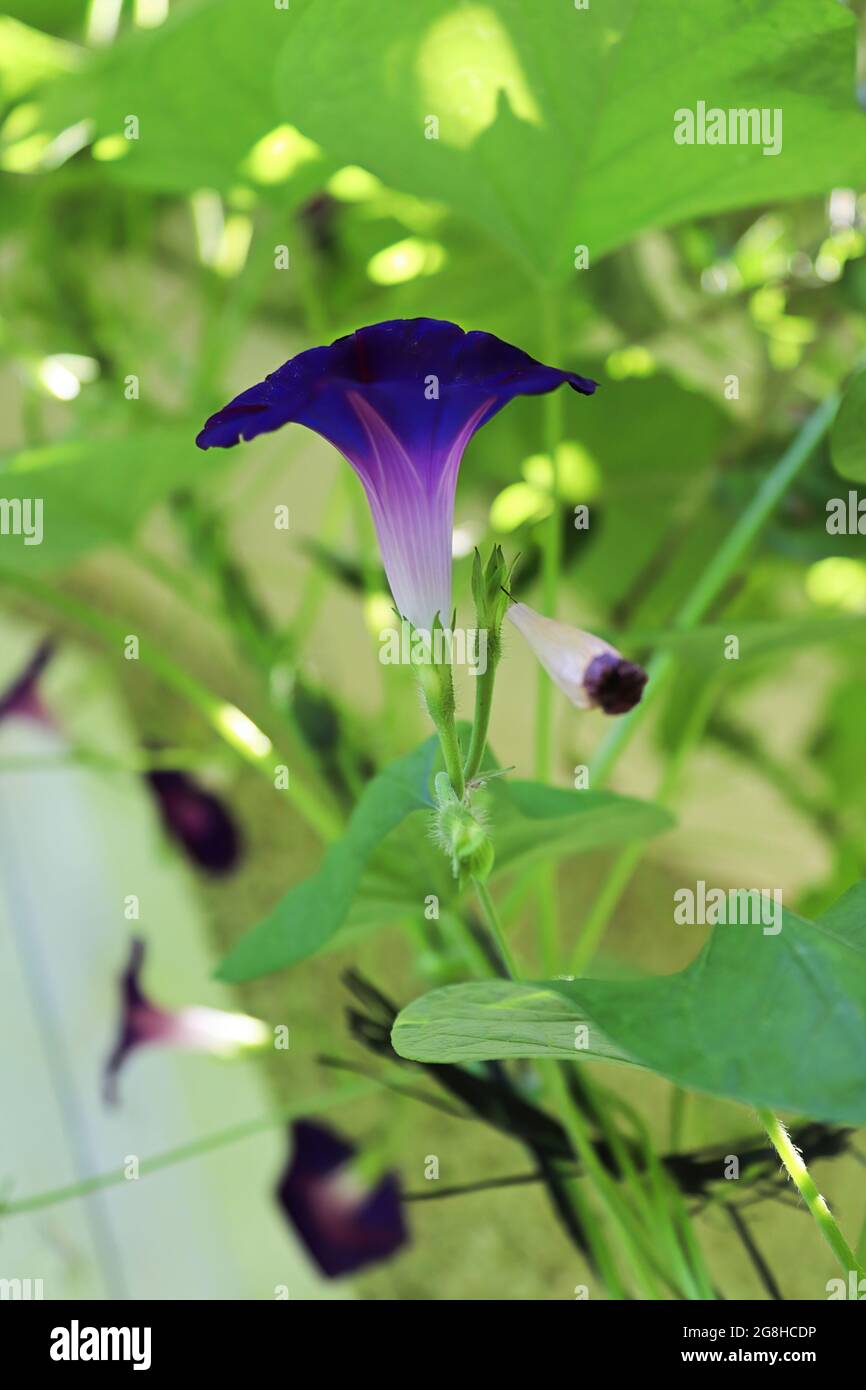 Side view of a purple Morning Glory blossom Stock Photo - Alamy
