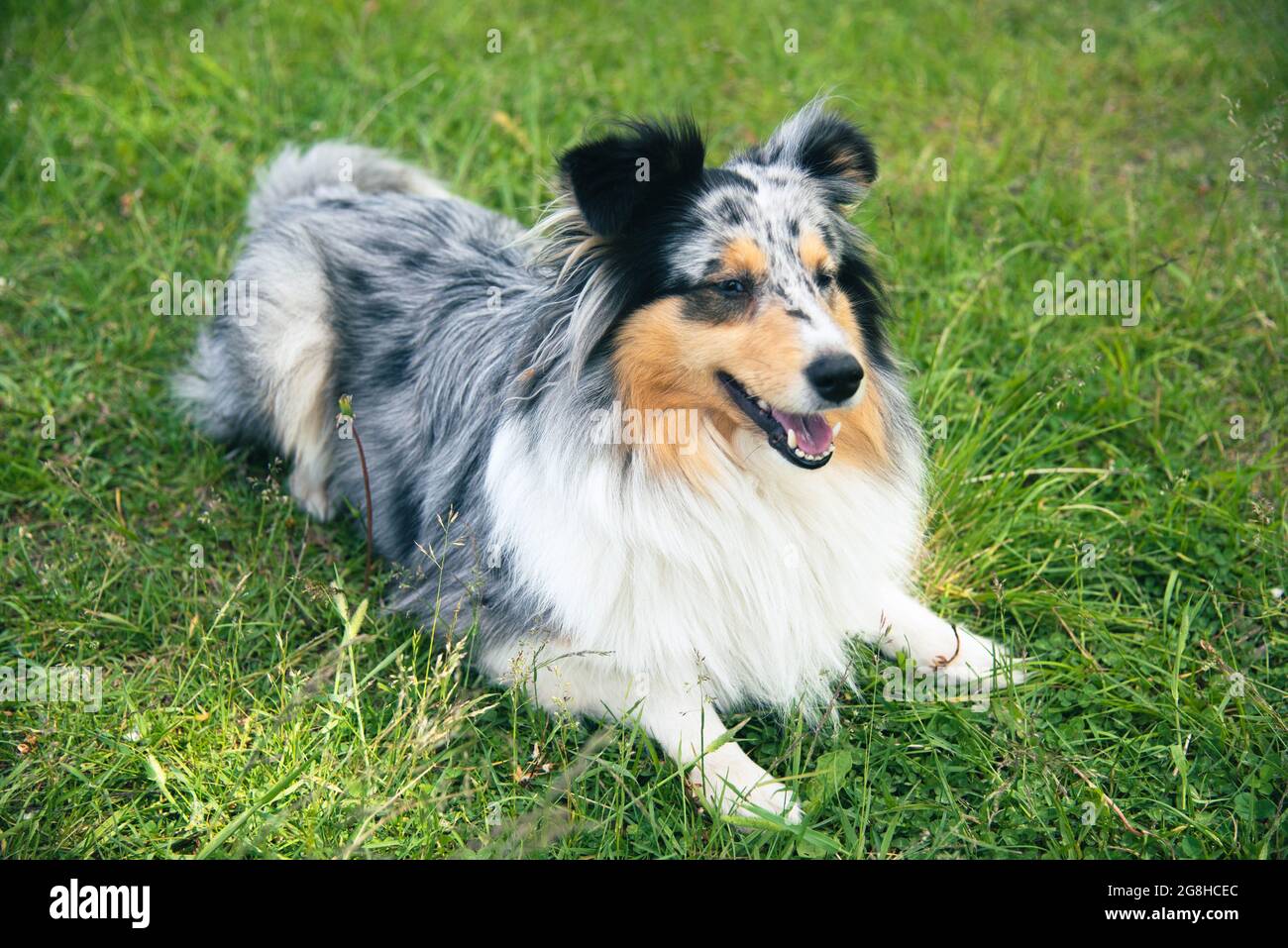 Cute Marble Dog Shetland Shepherd on Green Grass Stock Photo - Alamy