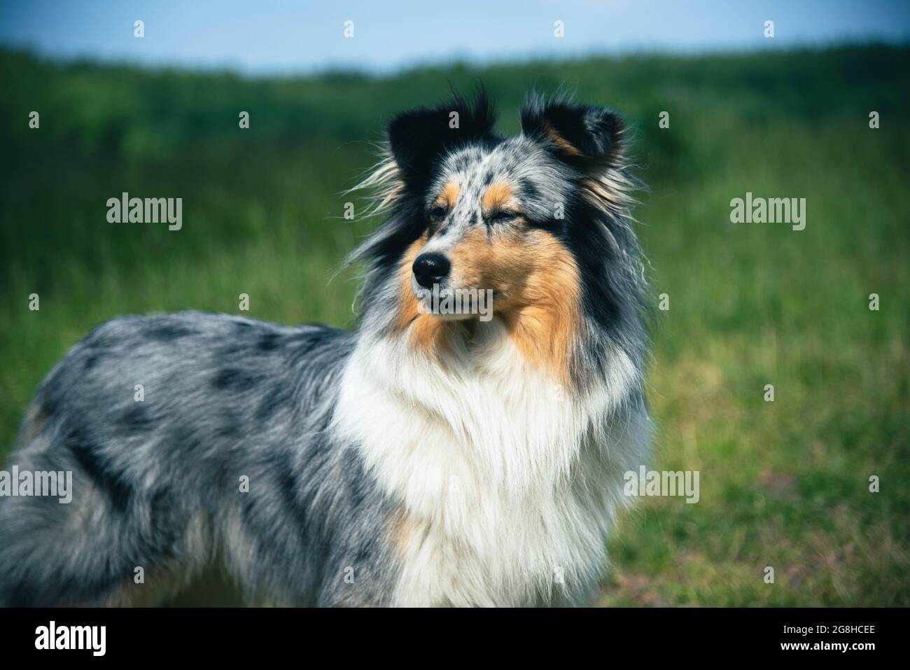 Cute Marble Dog Shetland Shepherd on Green Grass Stock Photo - Alamy