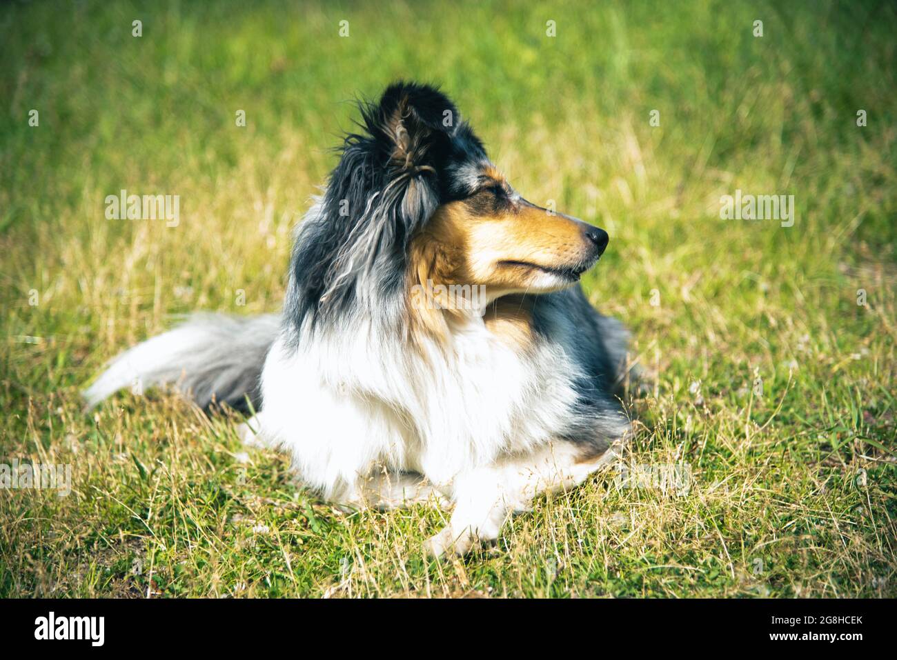 Cute Marble Dog Shetland Shepherd on Green Grass Stock Photo - Alamy