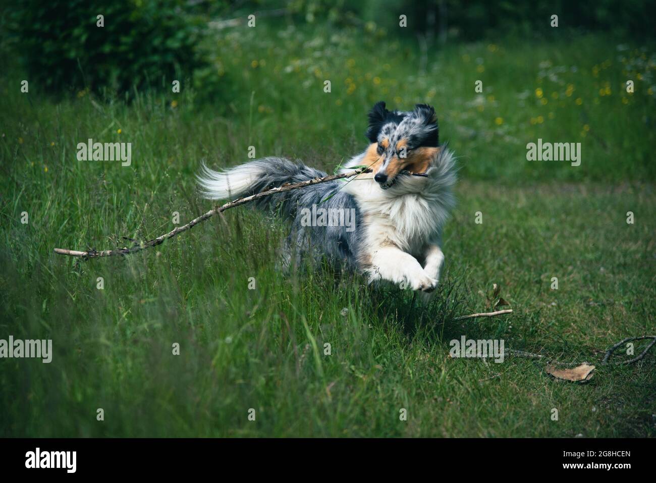 Cute Marble Dog Shetland Shepherd on Green Grass Stock Photo - Alamy