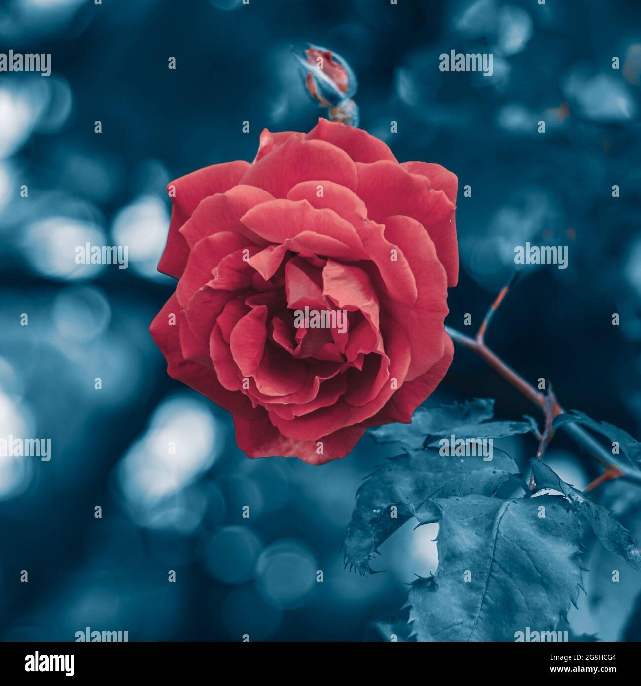 romantic red rose flower for valentine's day Stock Photo - Alamy