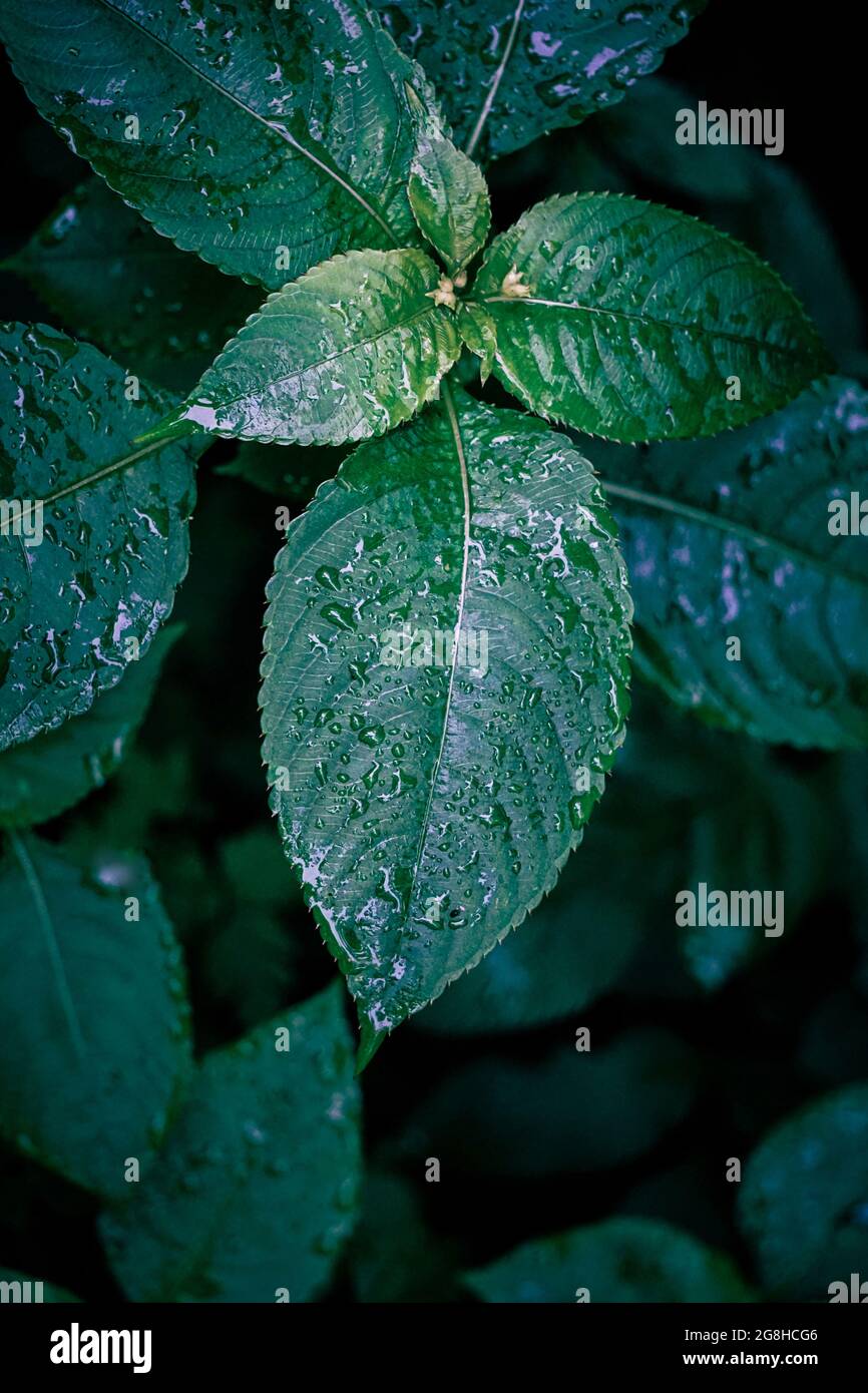Dark green shiny leaves hi-res stock photography and images - Alamy