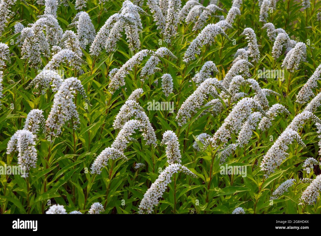 Butterfly bush garden hi-res stock photography and images - Alamy