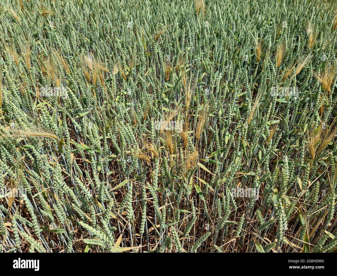 Summer view on agricultural crop and wheat fields ready for harvesting ...