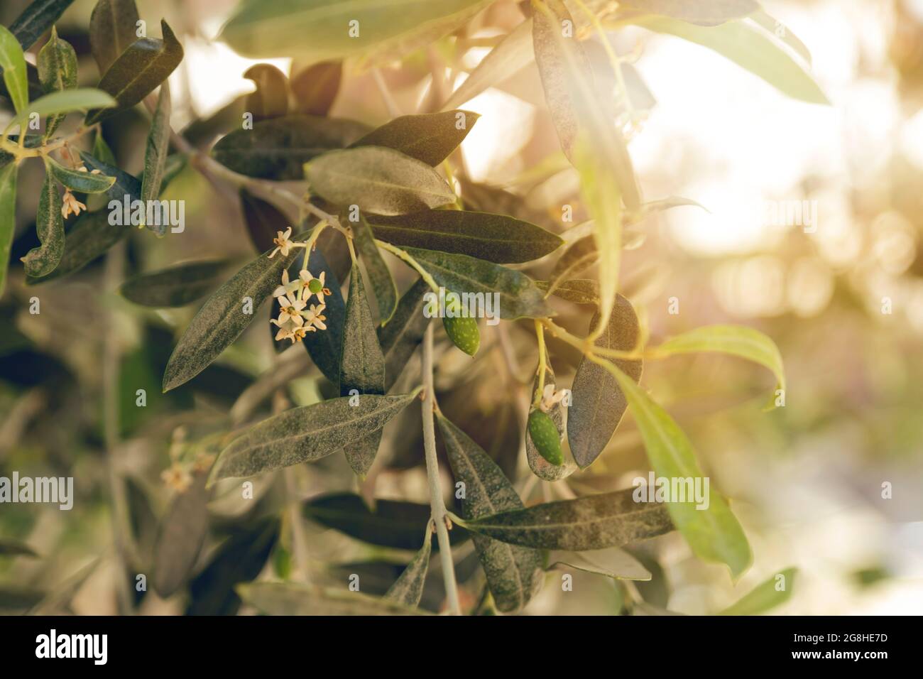 Olive tree flowers open and young olive fruits in spring in the ...