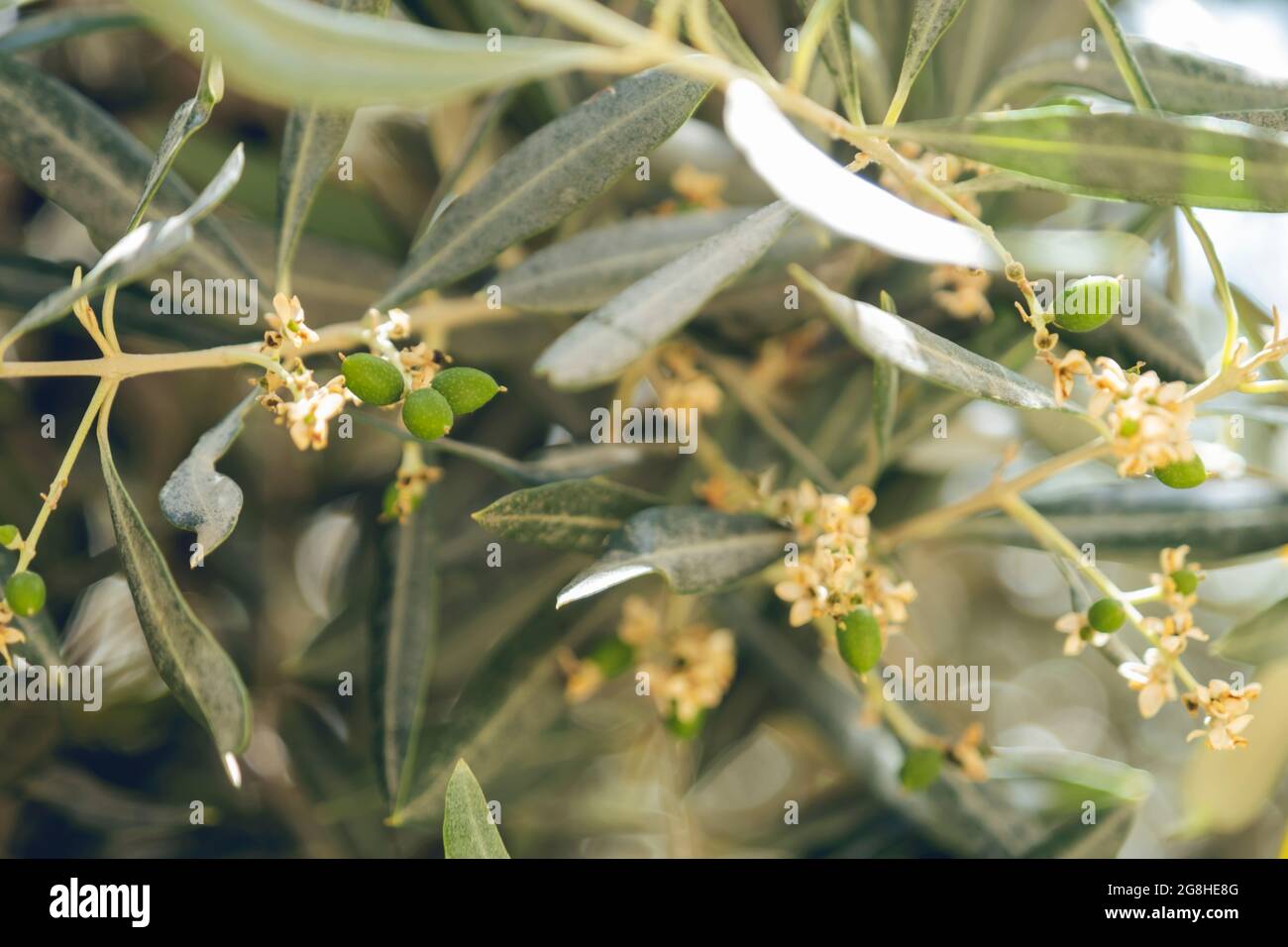 Olive tree flowers open and young olive fruits in spring in the ...