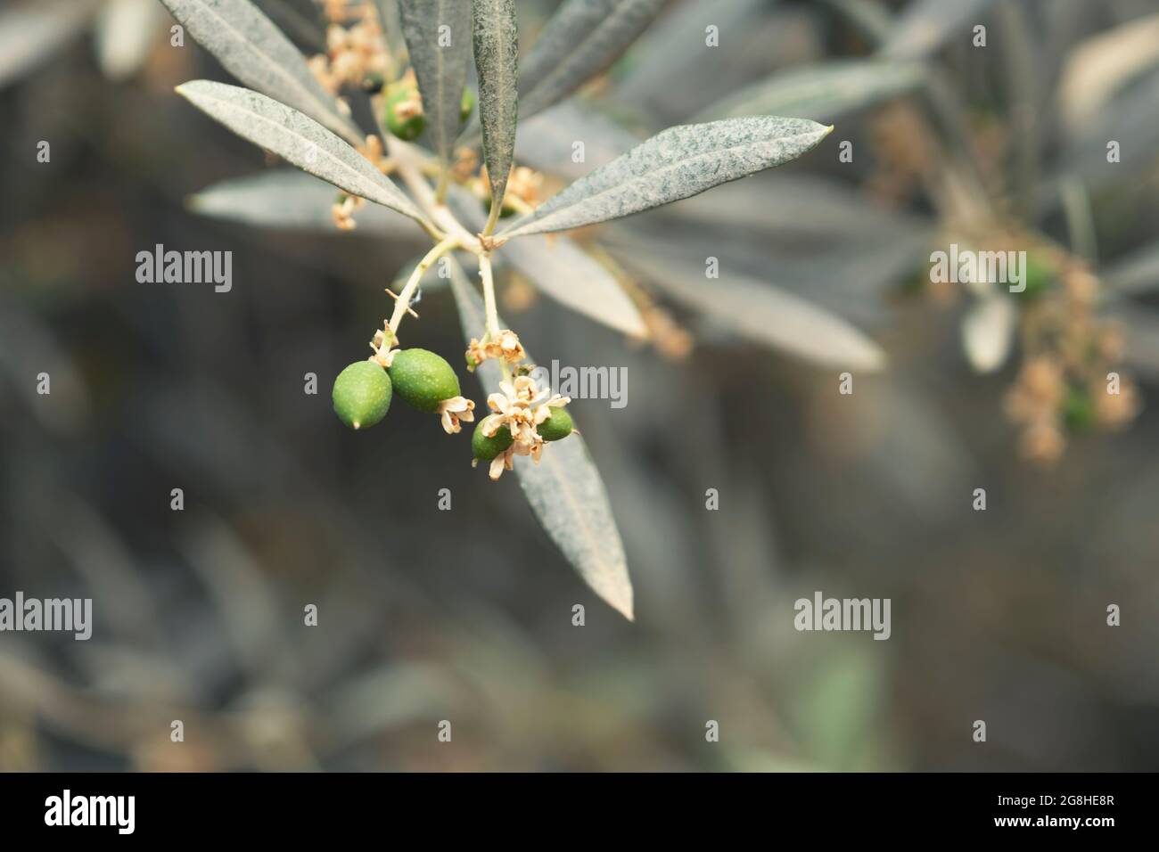 Olive tree flowers open and young olive fruits in spring in the ...