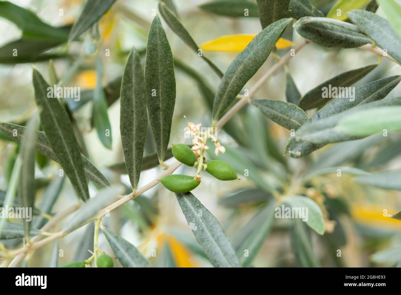 Olive tree flowers open and young olive fruits in spring in the ...