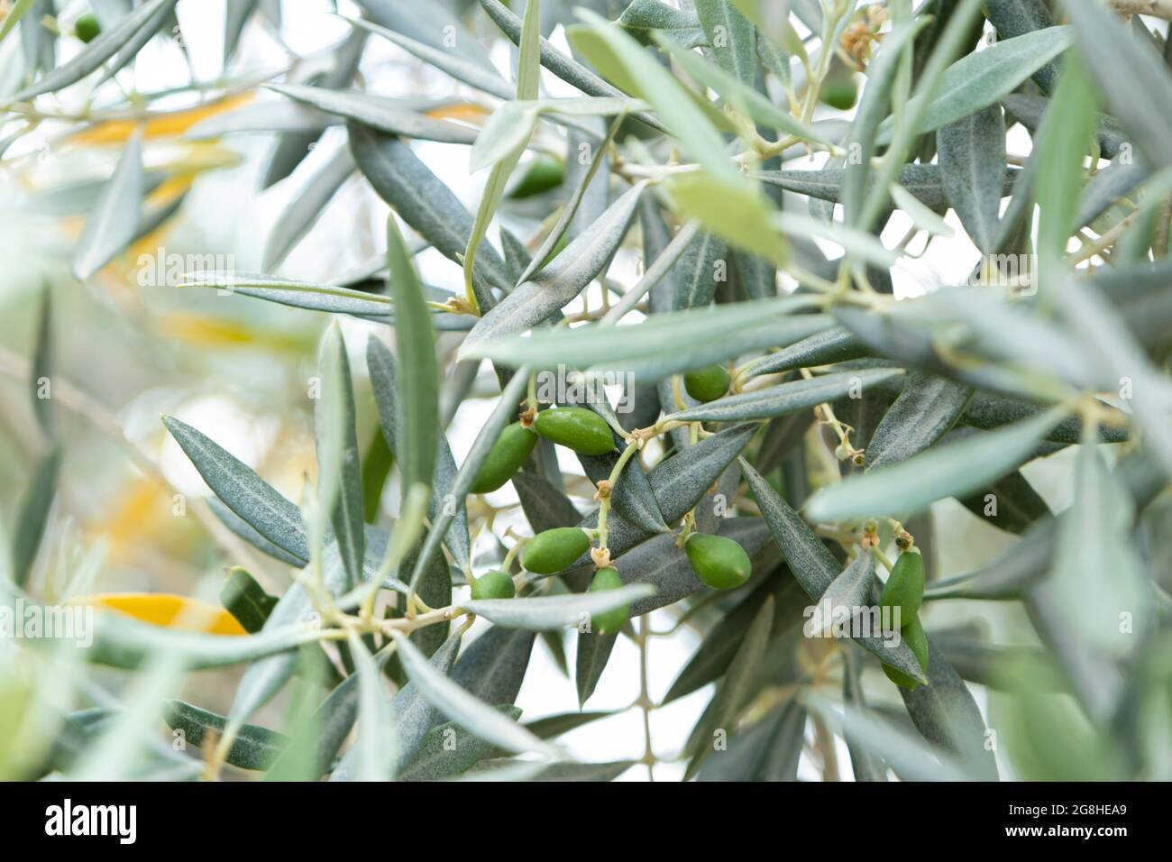 Olive tree flowers open and young olive fruits in spring in the ...