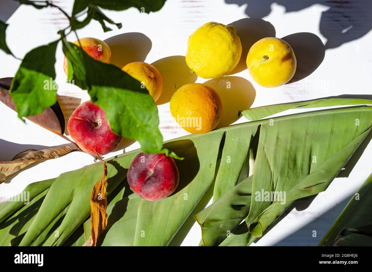 Top view of juicy peaches and lemons with big leaves on a white ...