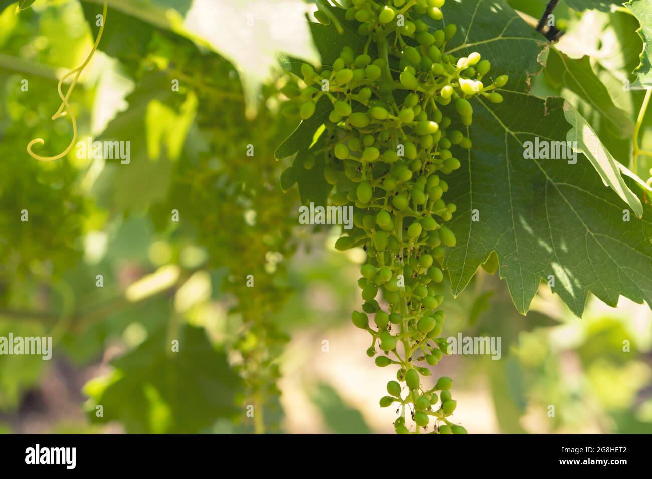 Young grape plants hi-res stock photography and images - Alamy