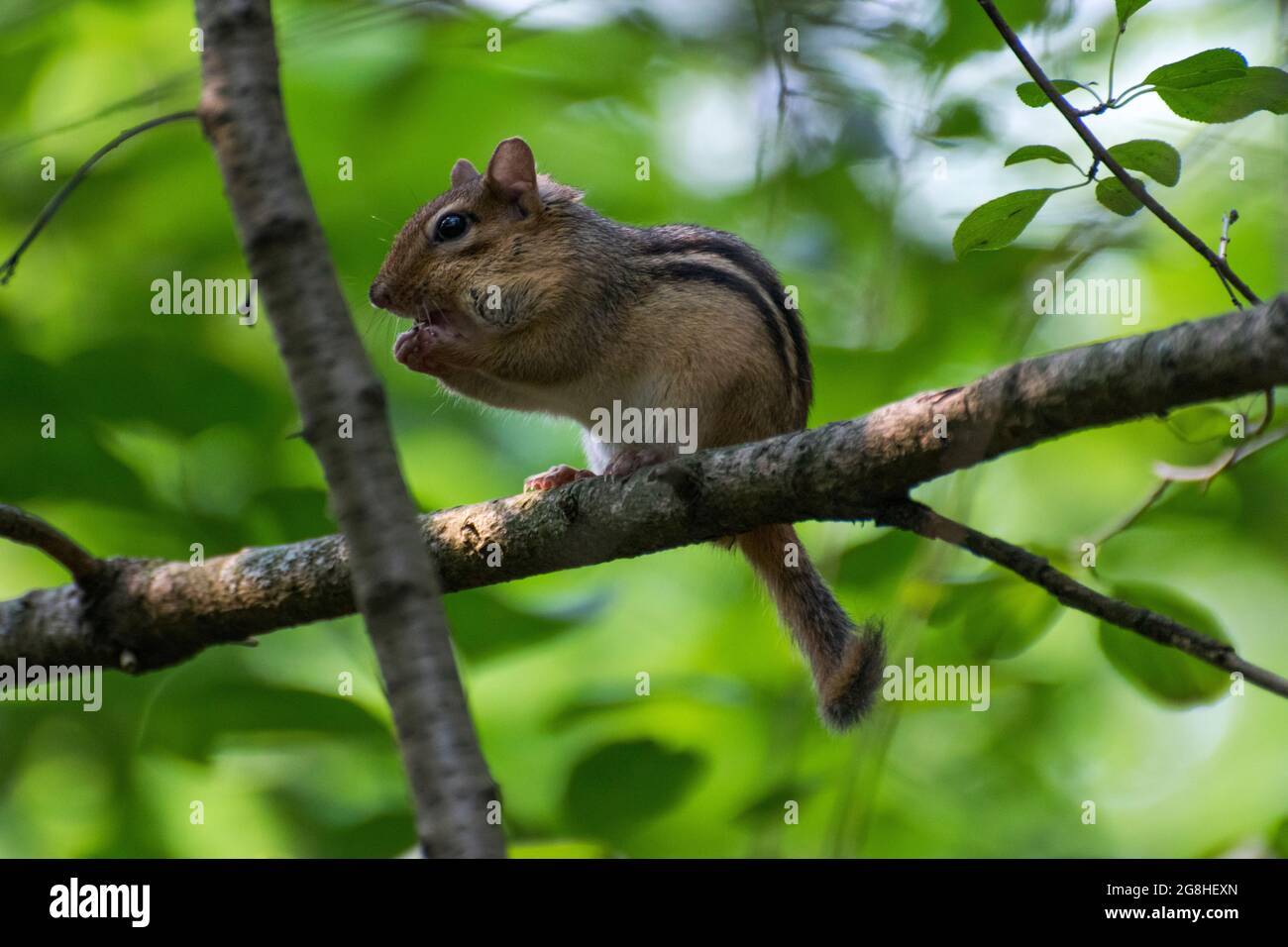 Northern chipmunk hi-res stock photography and images - Alamy