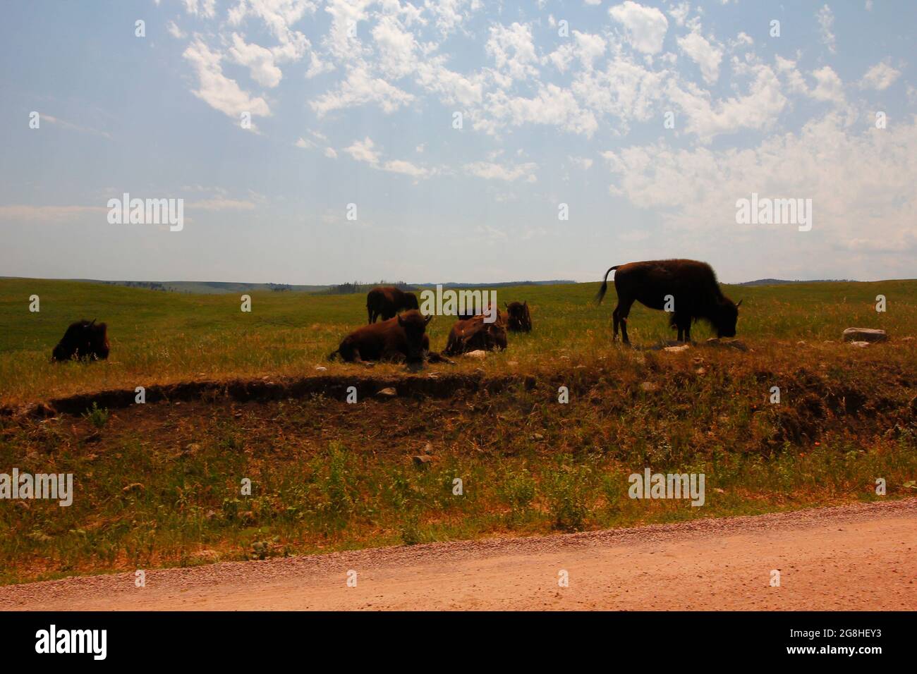 Bison in Summer, Custer State Park, South Dakota Stock Photo - Alamy