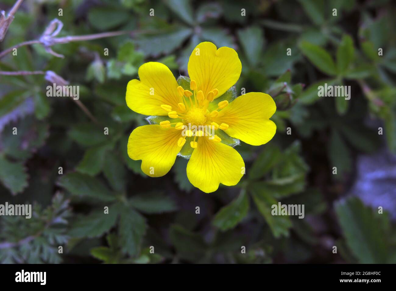 Closeup of a Potentilla neumanniana flower in a field under the ...