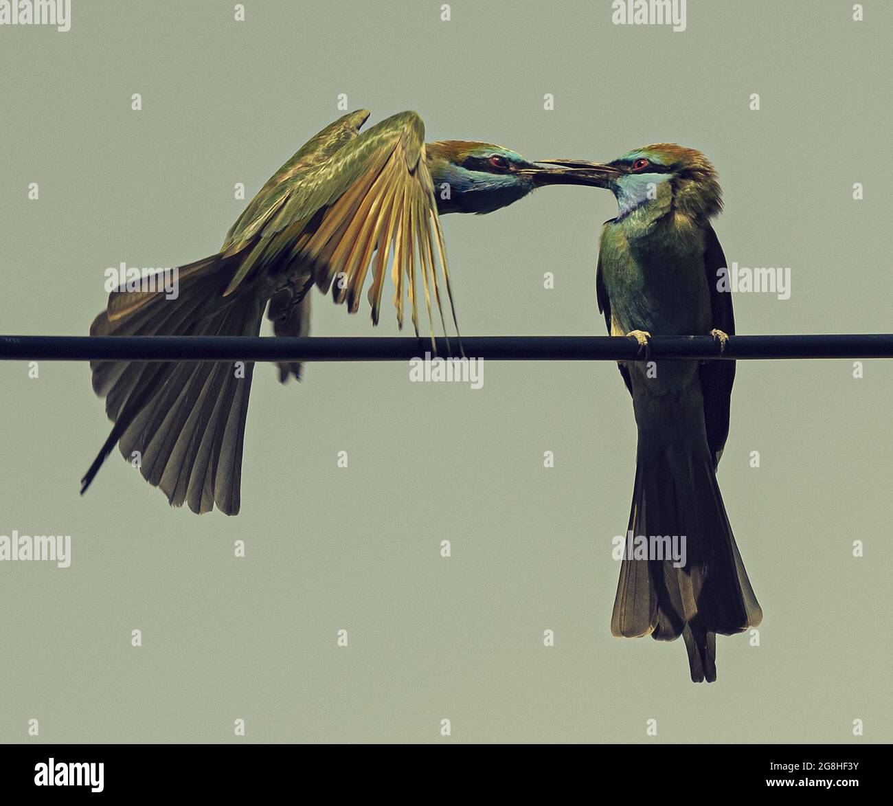 Closeup of two European bee-eaters kissing on a wire outdoors with a ...