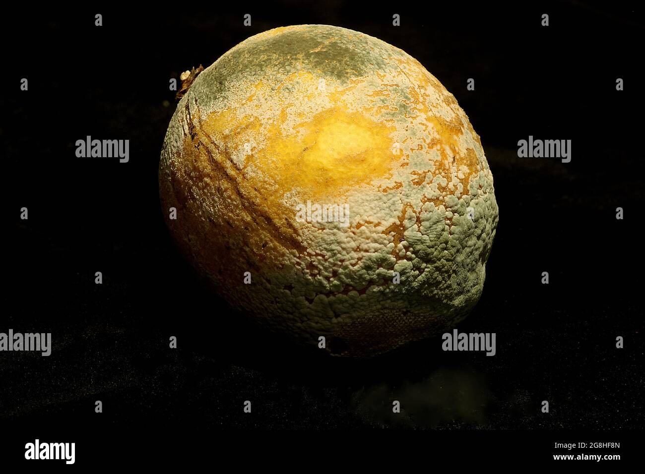 Penicillin mould hi-res stock photography and images - Alamy